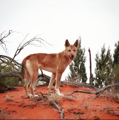 Modern science is helping to understand the dingo’s place in Australia ...